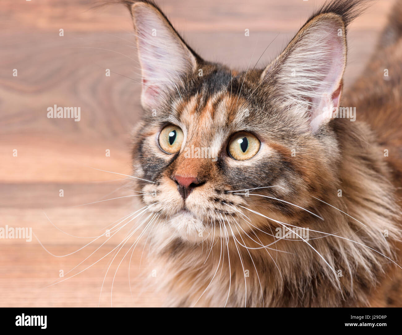 Portrait of Maine Coon cat Stock Photo - Alamy