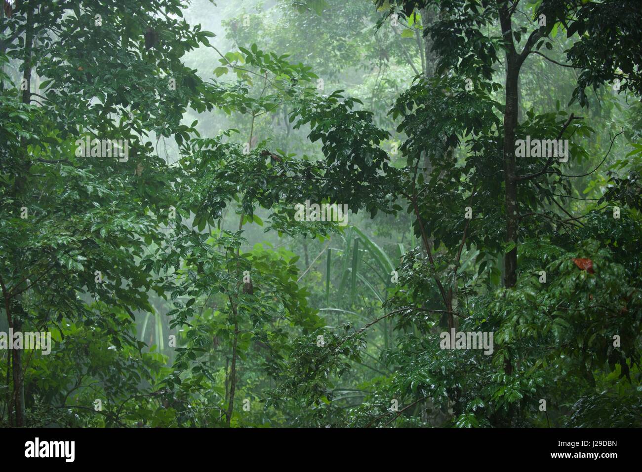 Tropical Rainforest Rainfall