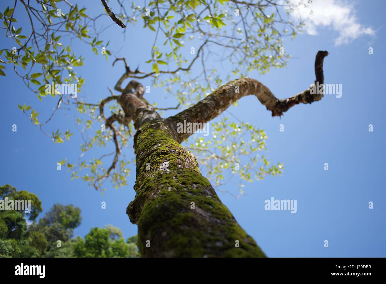 A Lone tree by the Datai Bay rainforest on the islands of Langkawi in ...