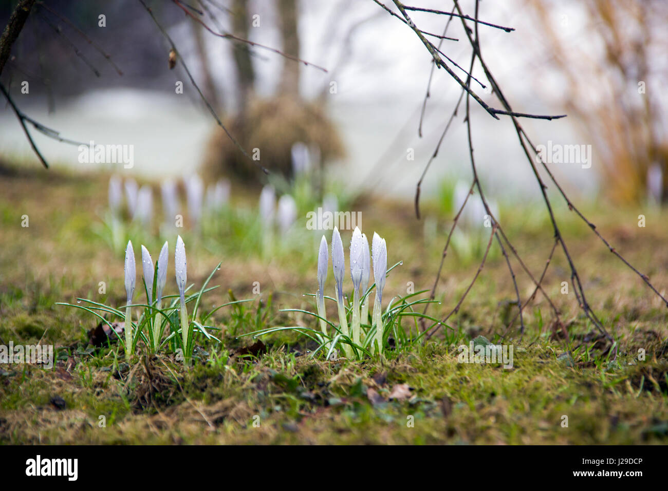 First flowers bloomed in the early spring Stock Photo - Alamy
