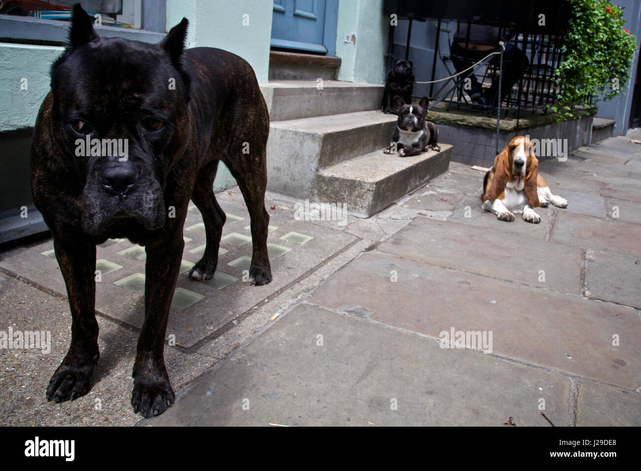 Dogs wait patiently for their owner in Camden Passage, Angel, London ...
