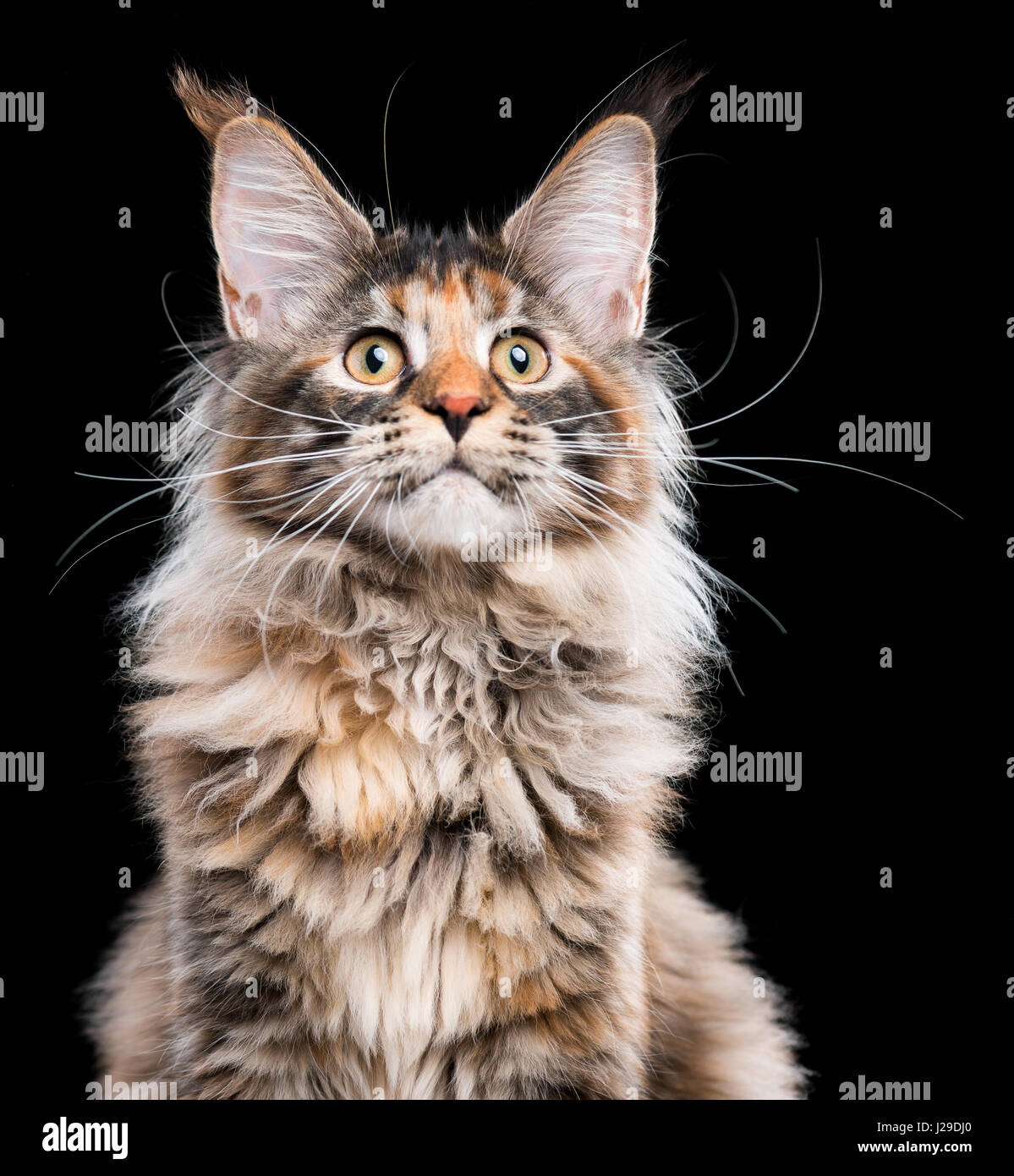 Portrait of Maine Coon cat Stock Photo - Alamy