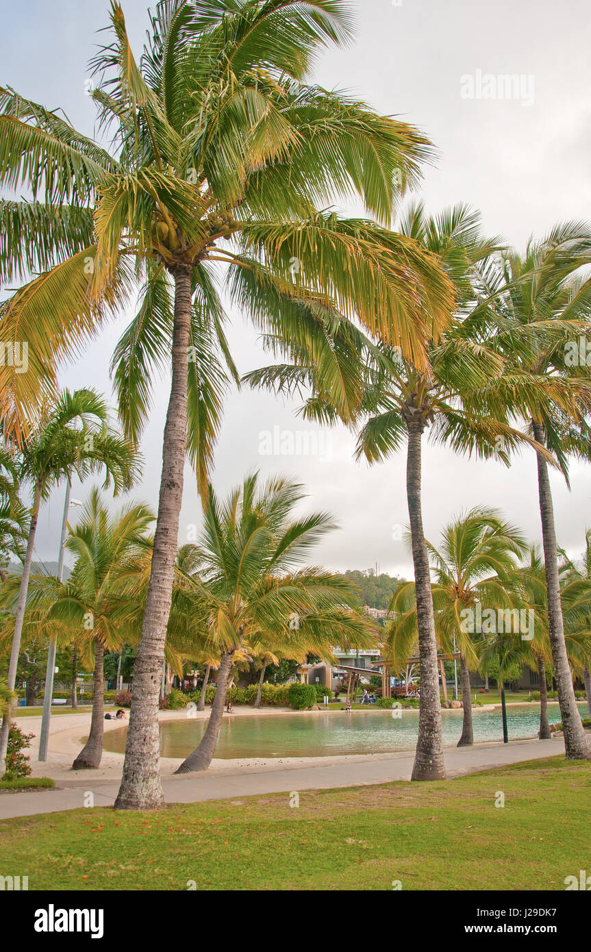 Palm Trees in Australia Queensland Stock Photo - Alamy