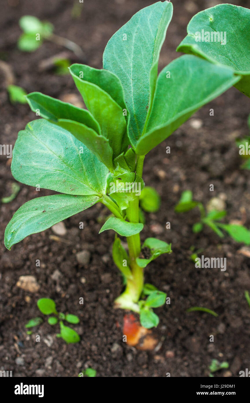 Plant growing from a seed in soil Stock Photo - Alamy