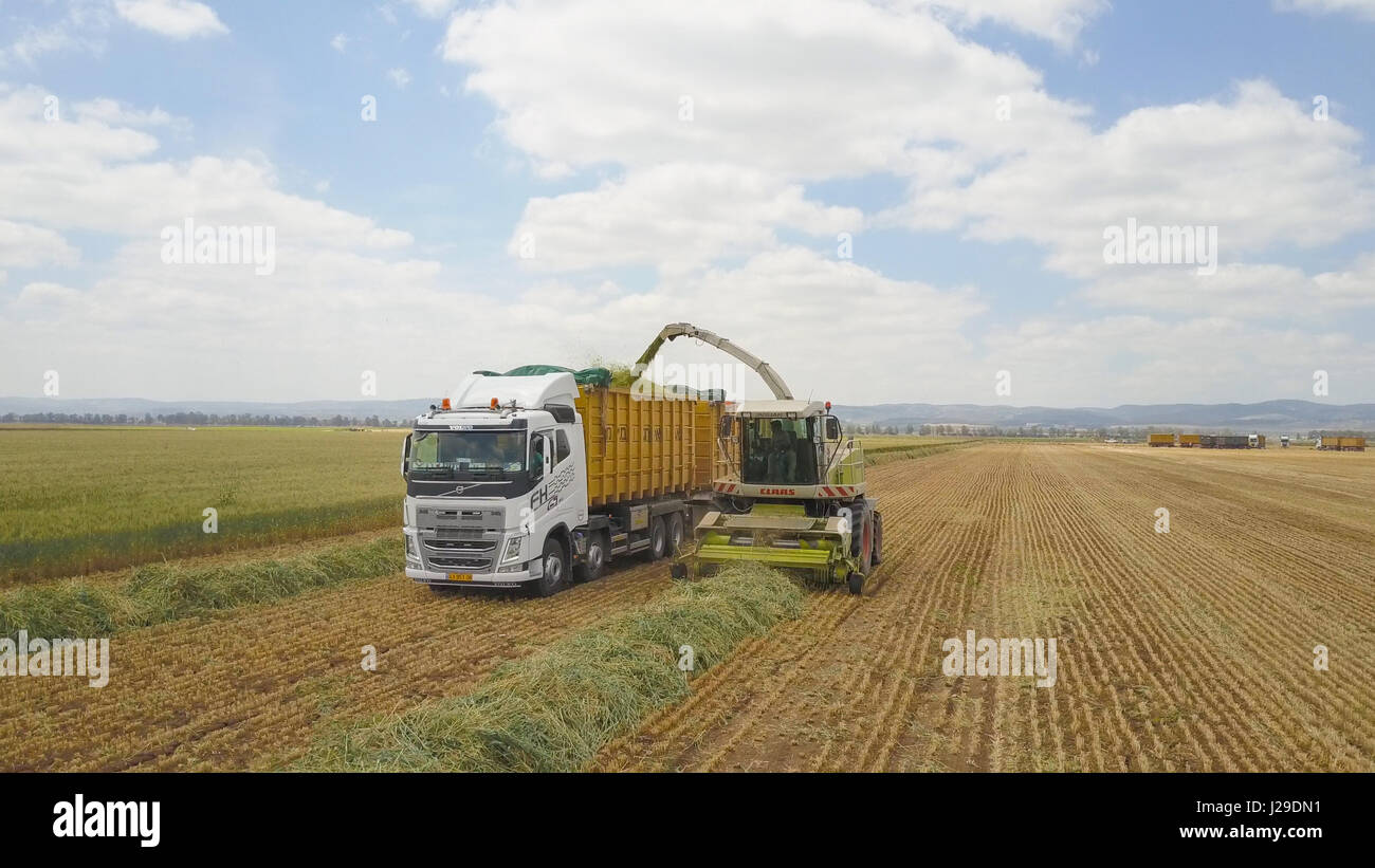 Combine harvesting a green field and unloads wheat for Silage onto a ...