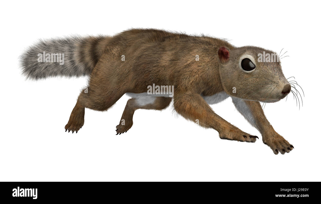 3D rendering of a Gambian sun squirrel isolated on white background ...