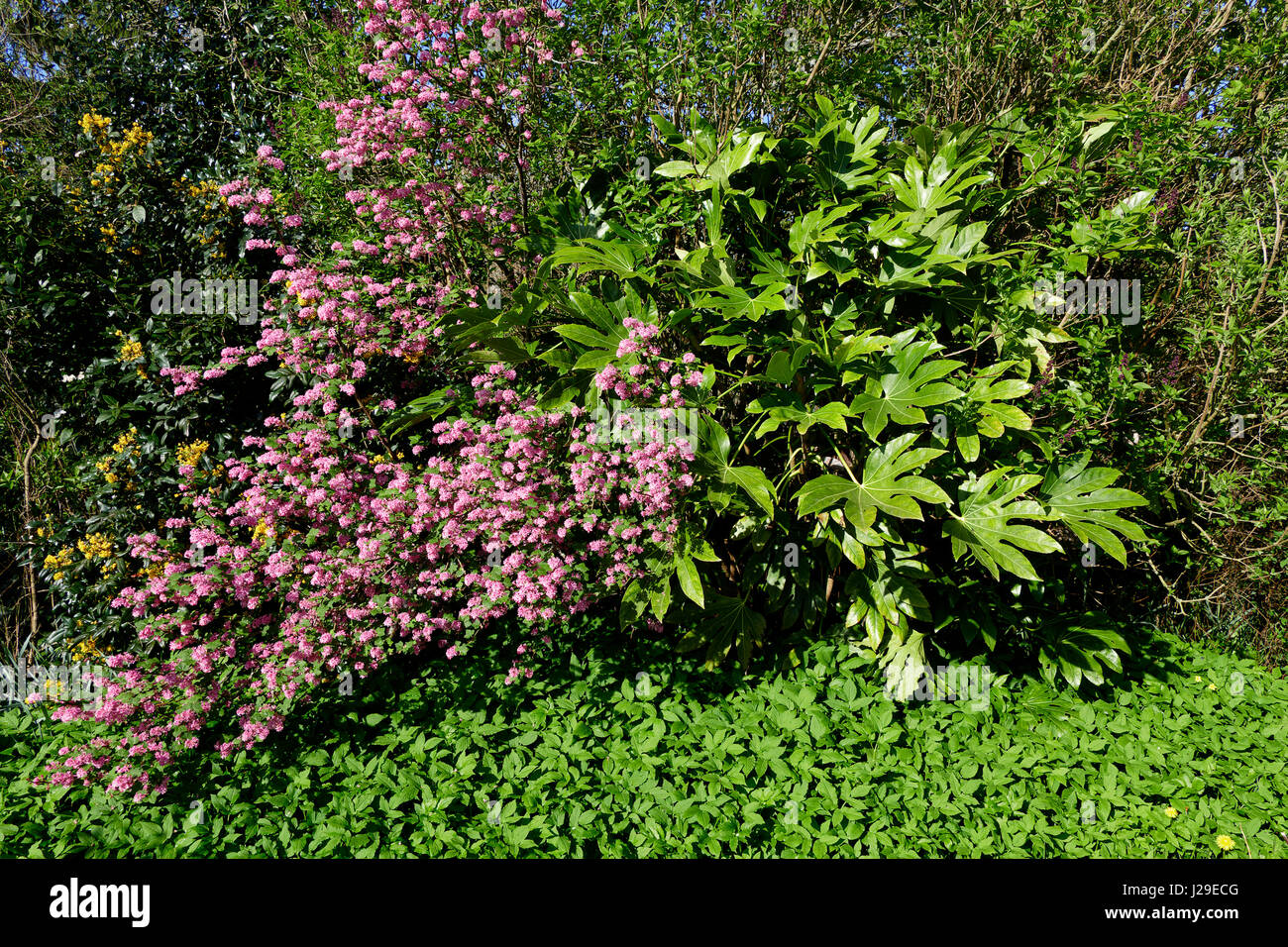 Oregon grape, flowering currant, fatsia japonica, aniseroot. Suzanne's ...