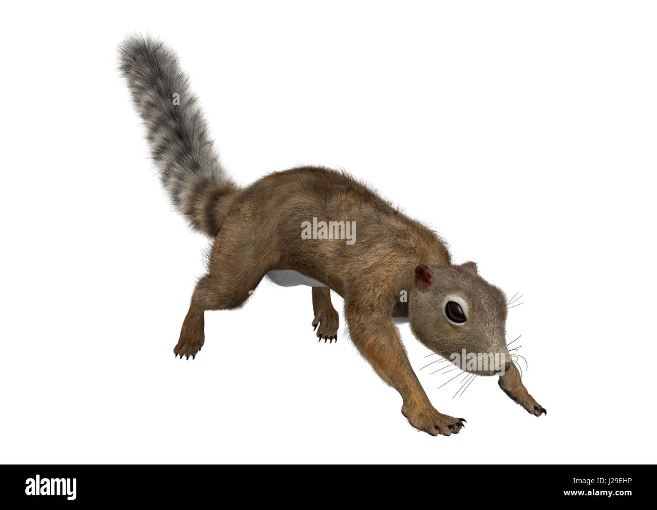 3D rendering of a Gambian sun squirrel isolated on white background ...