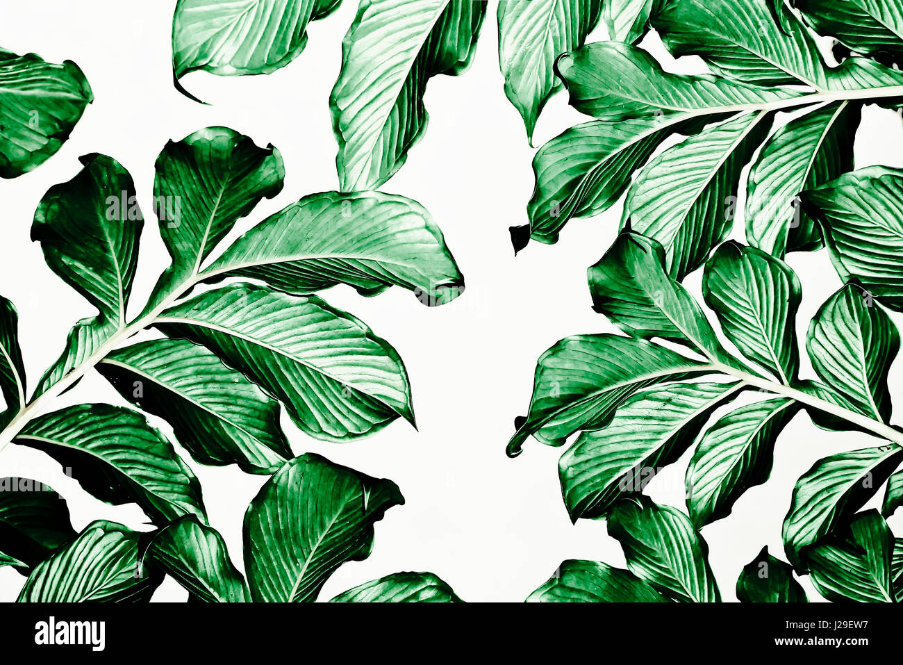 Green leaf pattern hi-res stock photography and images - Alamy