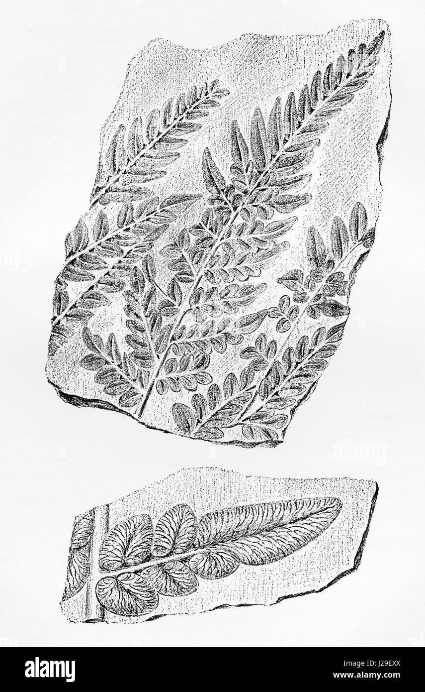 Fern fossils in coal. From The World's Foundations or Geology for ...