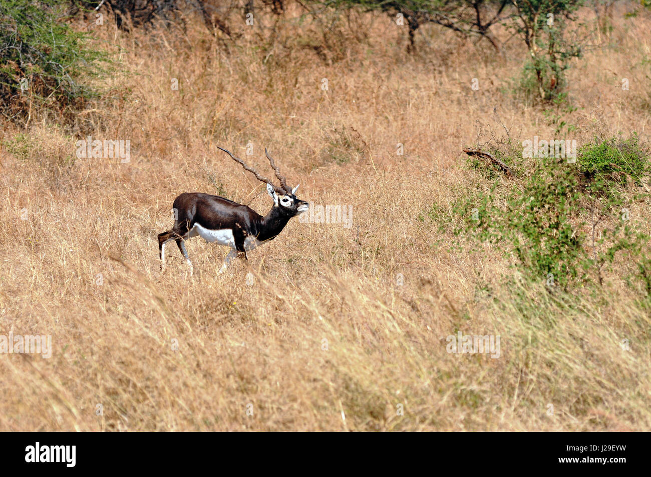 Grassland blackbuck national park hi-res stock photography and images ...