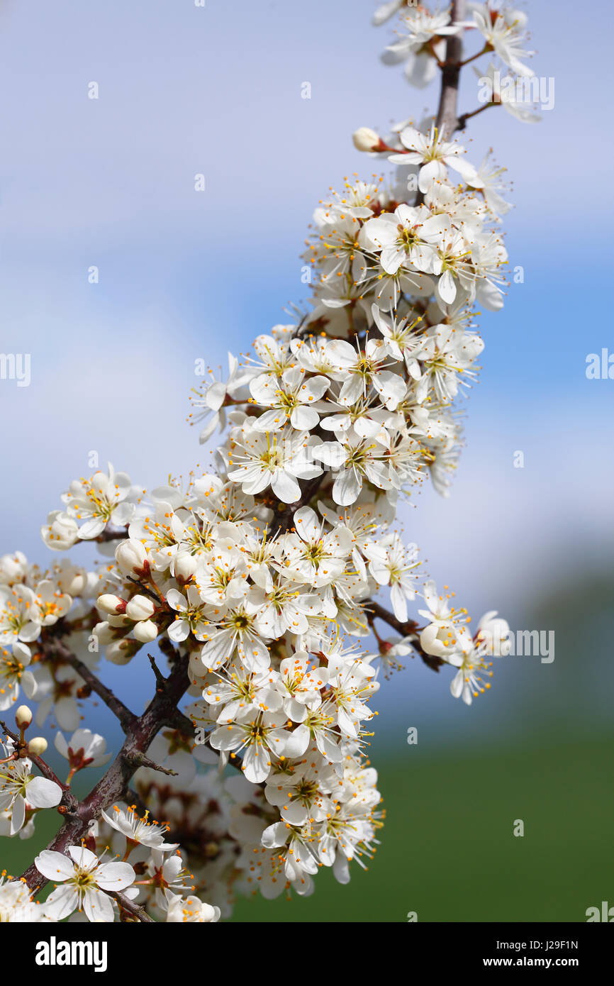 Blackthorn sloe prunus spinosa flowering hi-res stock photography and ...