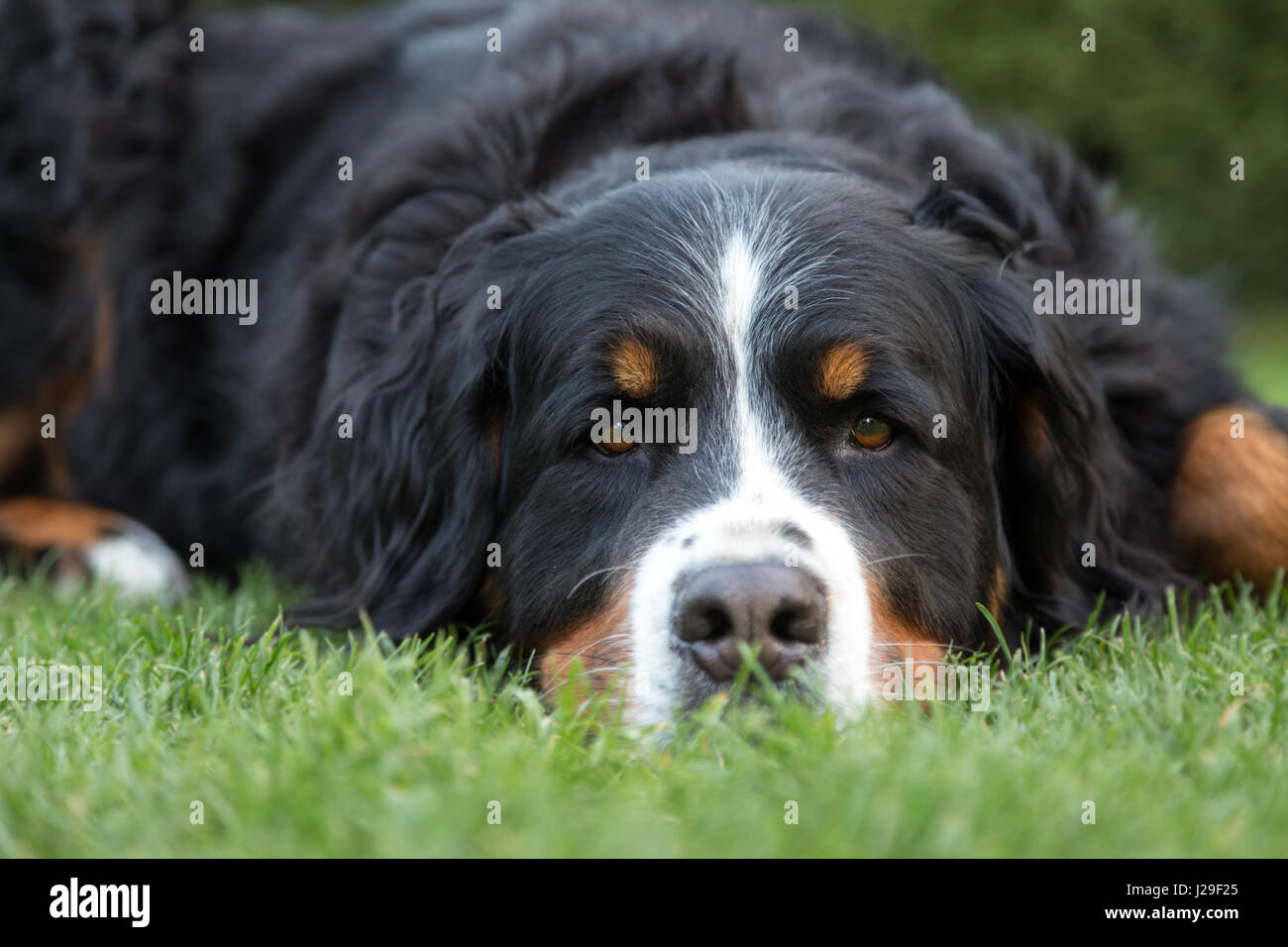 Female Bernese Mountain Dog, domestic dog (Canis lupus familiaris ...