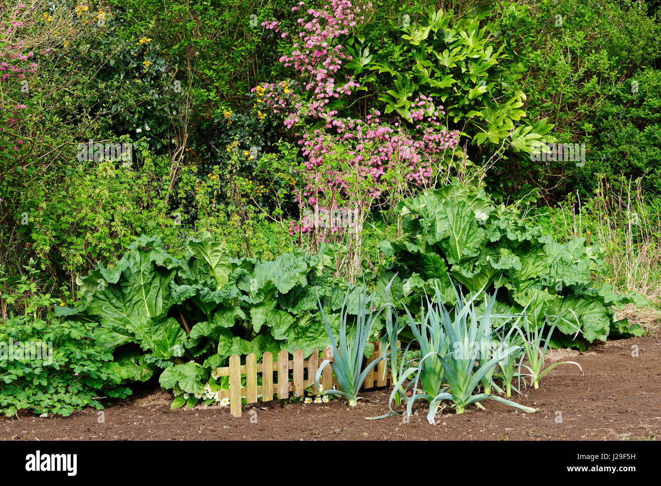 Vegetable garden with a flowering hedge, leeks (allium porrum) and ...
