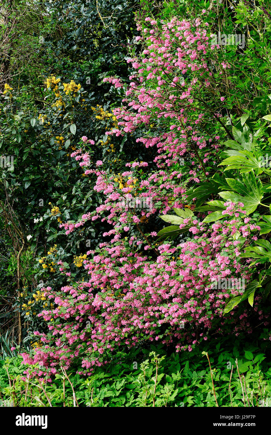 Flowering hedge in spring in a garden (Suzanne's vegetable garden, Le ...