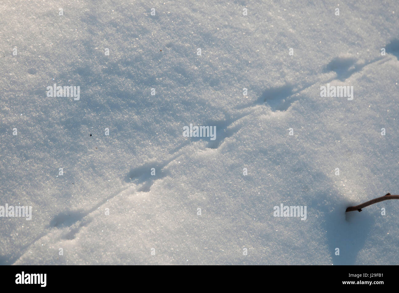 Field mouse trace on snow, close up shot Stock Photo - Alamy