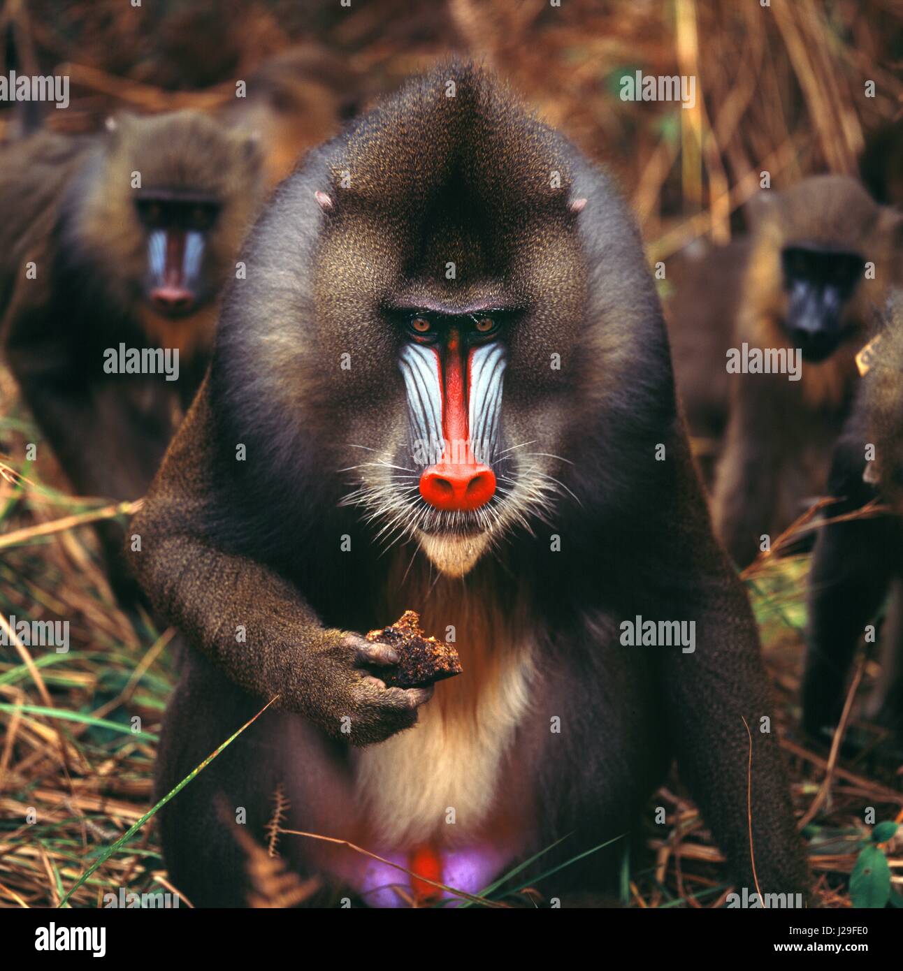 Mandrill hi-res stock photography and images - Alamy