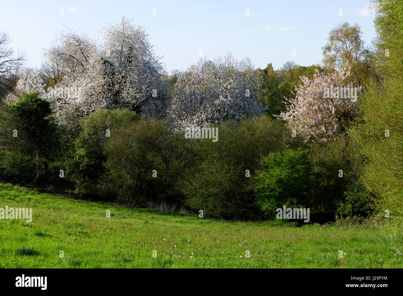 Countryside in the spring, cherry blossoms in a valley (North Mayenne ...
