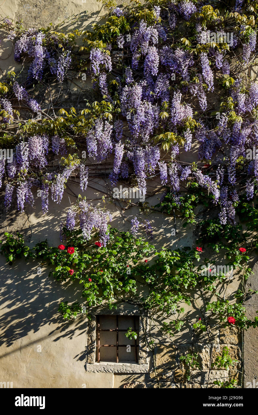 GUARDISTALLO, Pisa, Italy - In the Castle area residences with wisteria ...