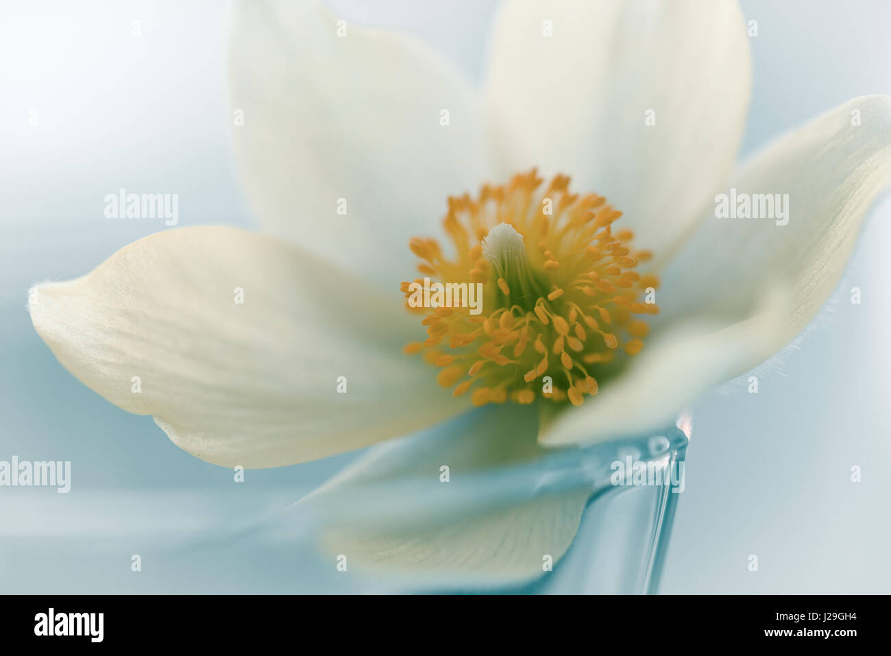 snowdrop flower on white studio snow, soft focus, perfect for postcard ...