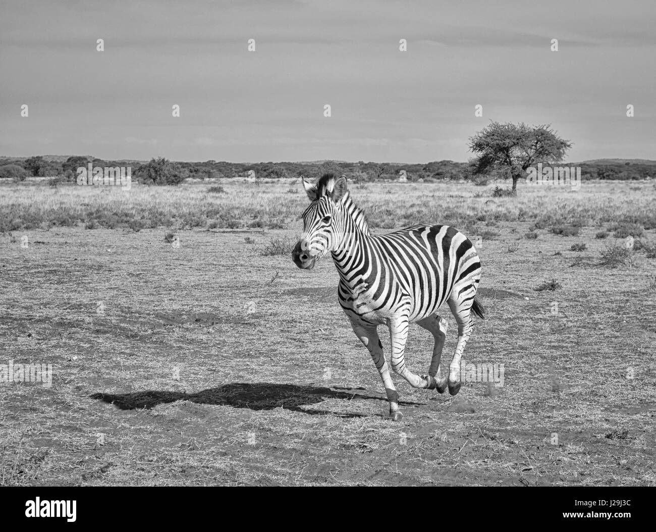 Runs across Black and White Stock Photos & Images - Alamy