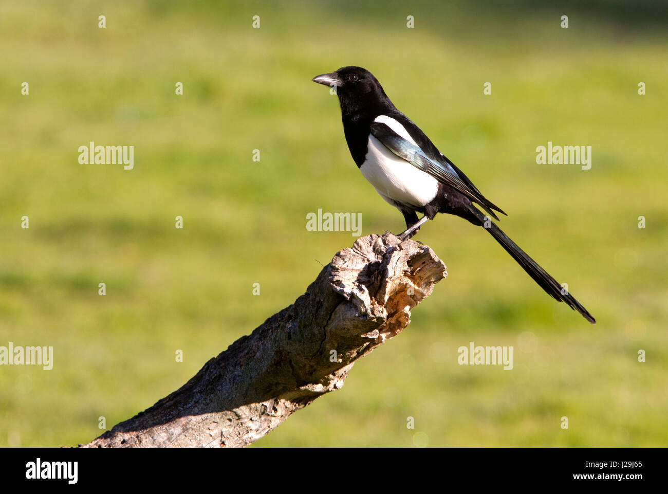 Magpie pica pica corvidae nature wildlife hi-res stock photography and ...