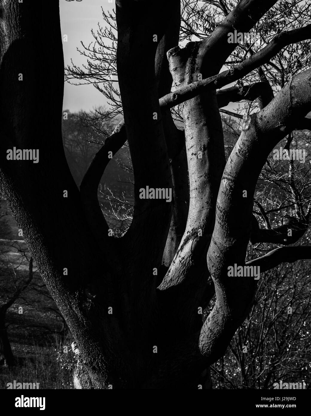 Dull gray landscape Black and White Stock Photos & Images - Alamy