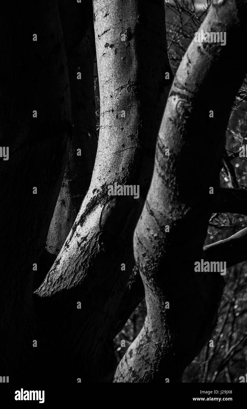 Dull gray landscape Black and White Stock Photos & Images - Alamy