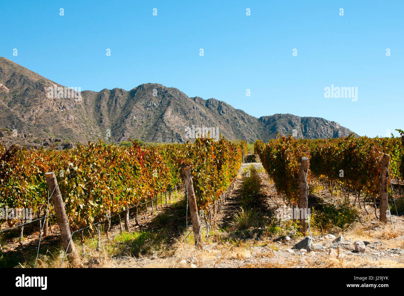 Salta argentina vineyard hi-res stock photography and images - Alamy