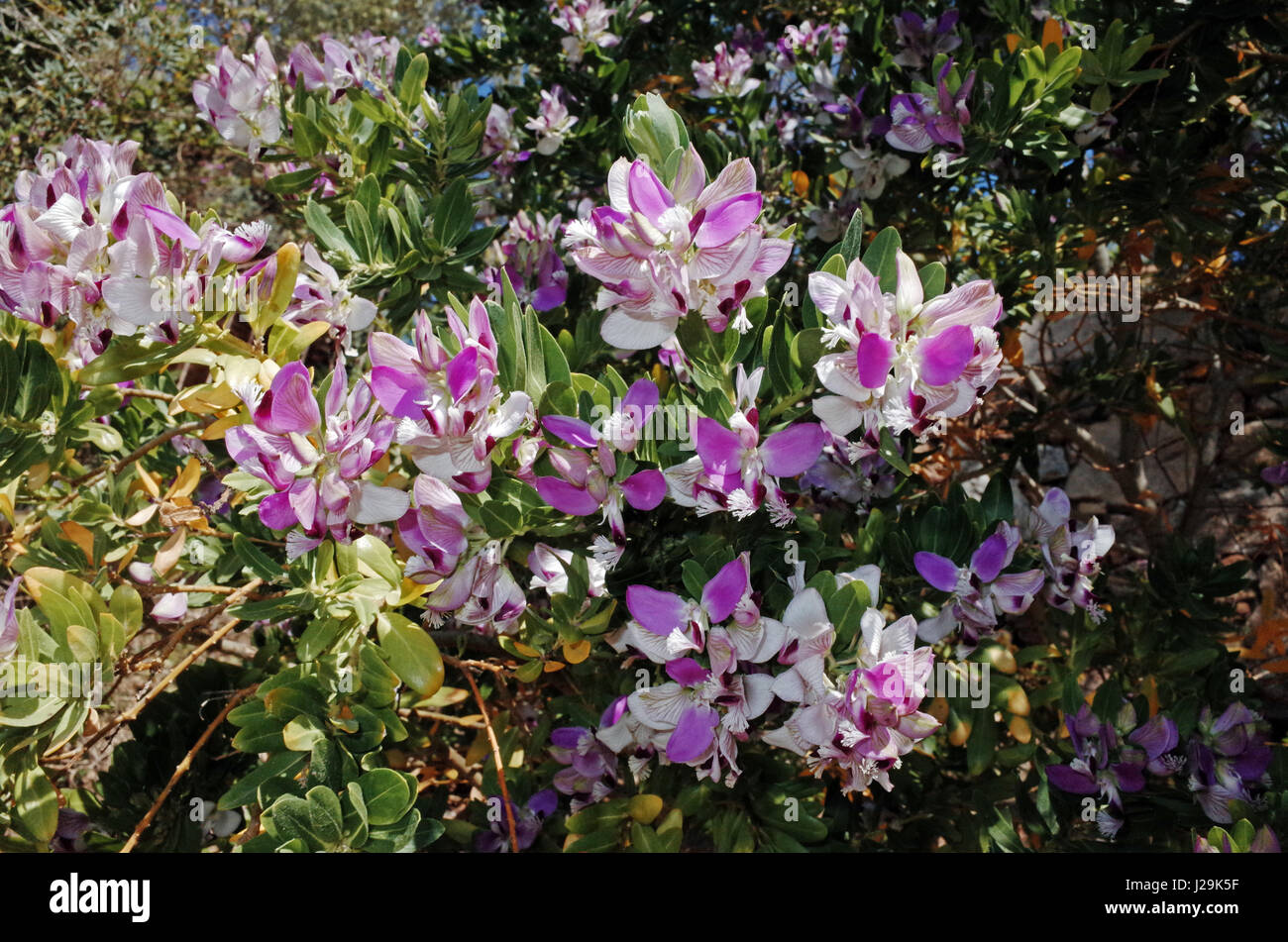 Flowers of Polygala Myrtifolia in spring Stock Photo - Alamy
