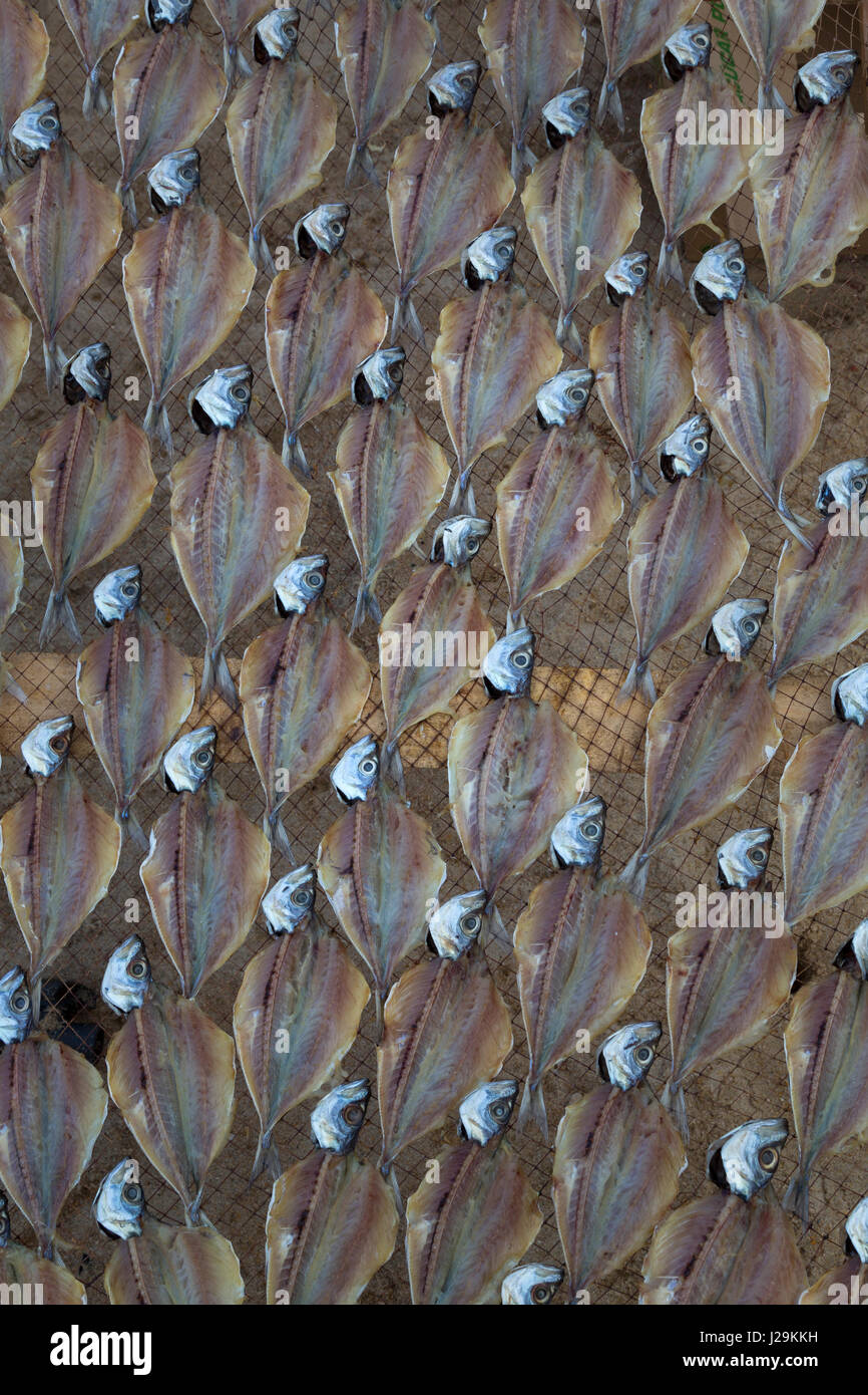 Fish drying in the sun on the beach of Nazare, Oeste, Distrikt Leiria ...