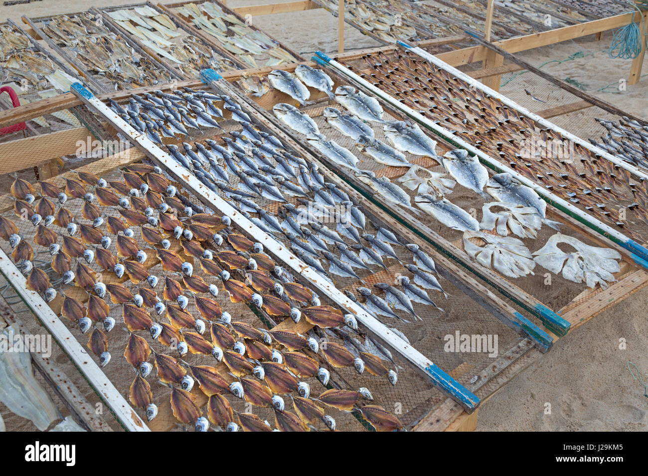 Fish drying in the sun on the beach of Nazare, Oeste, Distrikt Leiria ...