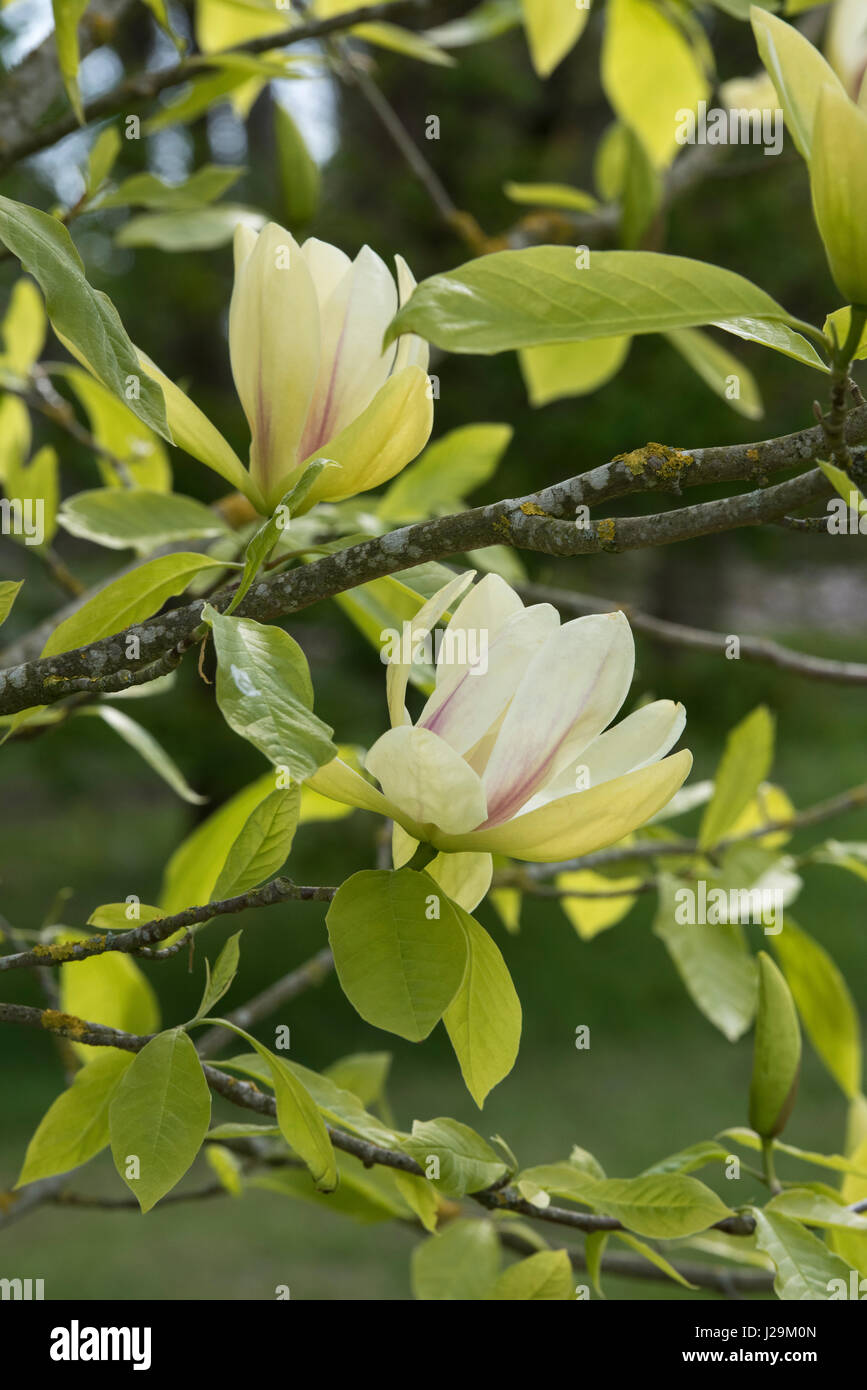 Yellow magnolia hi-res stock photography and images - Alamy