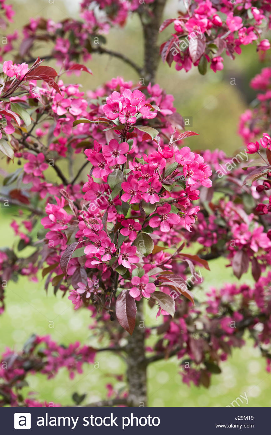 Malus Toringo Stock Photos & Malus Toringo Stock Images - Alamy