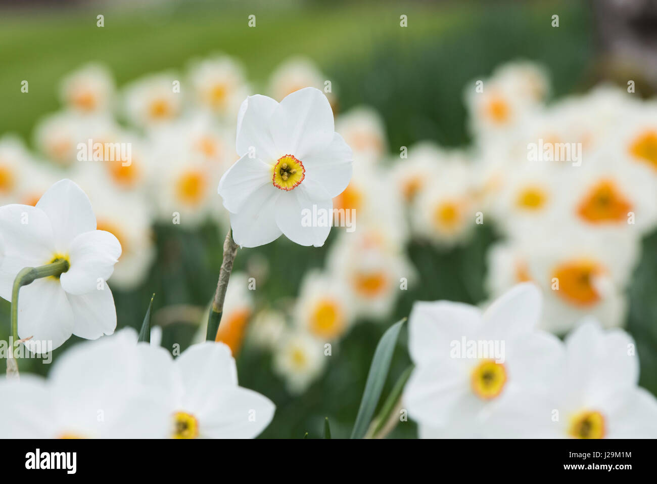 Narcissus 'Actaea'. Daffodil 'Actaea'. Pheasant Eye daffodils Stock ...