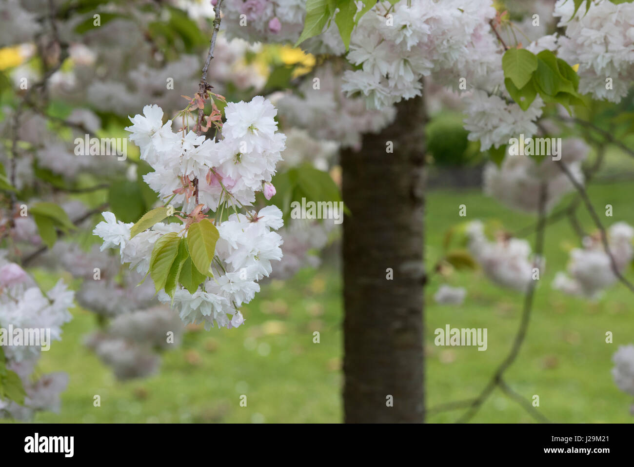 Prunus shogetsu. Japanese flowering cherry blossom Stock Photo - Alamy