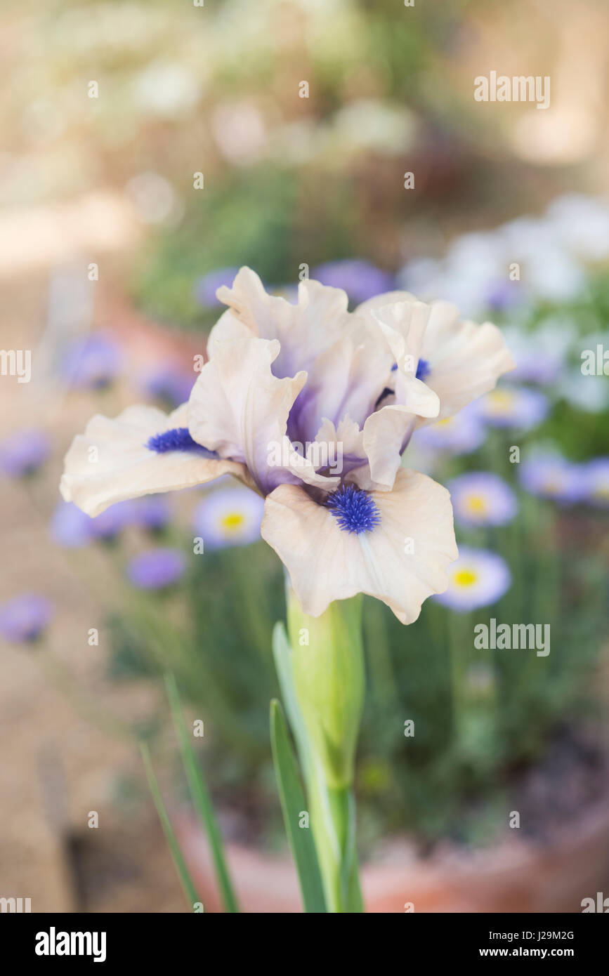 Iris gate to paradise hi-res stock photography and images - Alamy