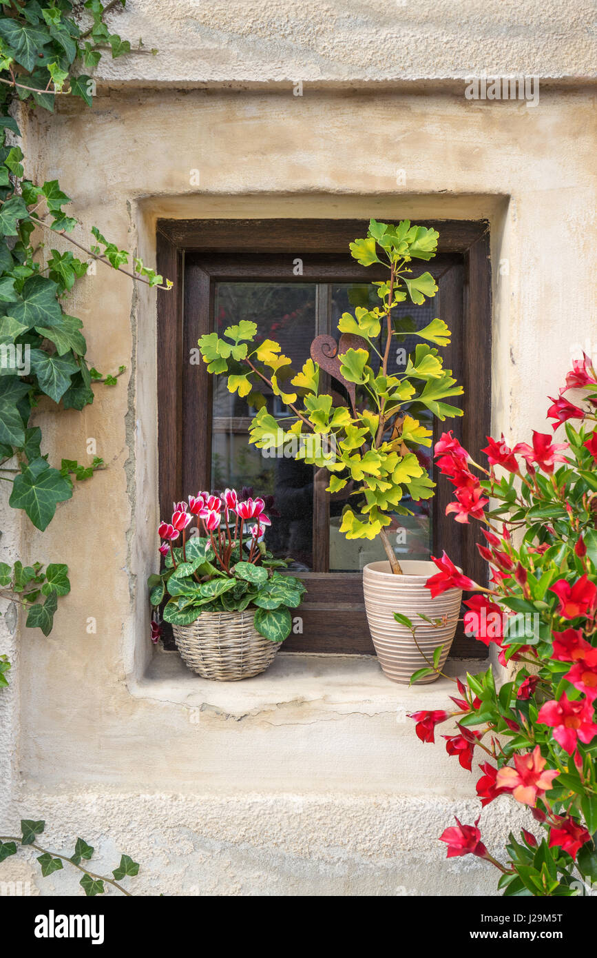 Flower ledge hi-res stock photography and images - Alamy