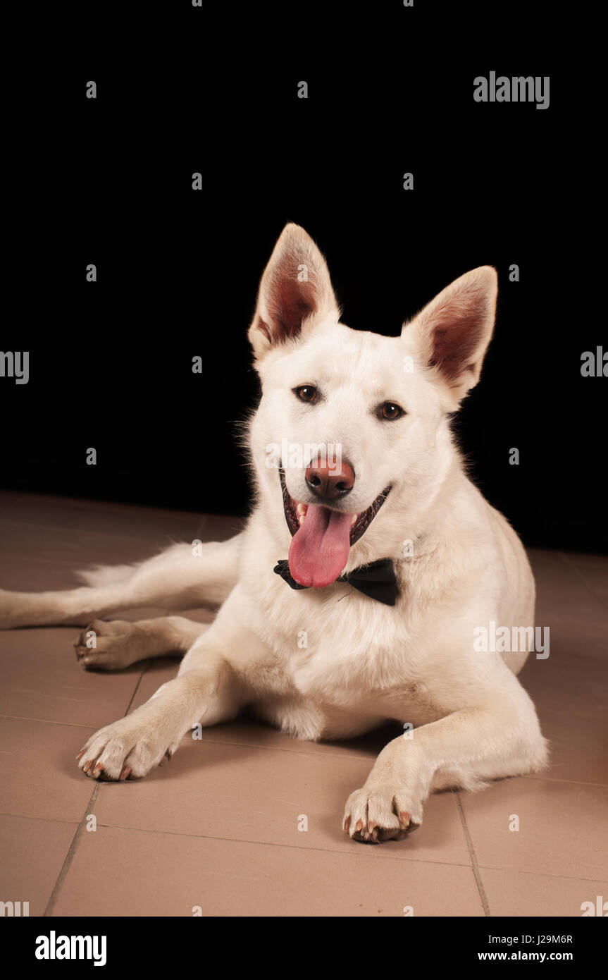 White mixed breed dog at studio on black background Stock Photo - Alamy