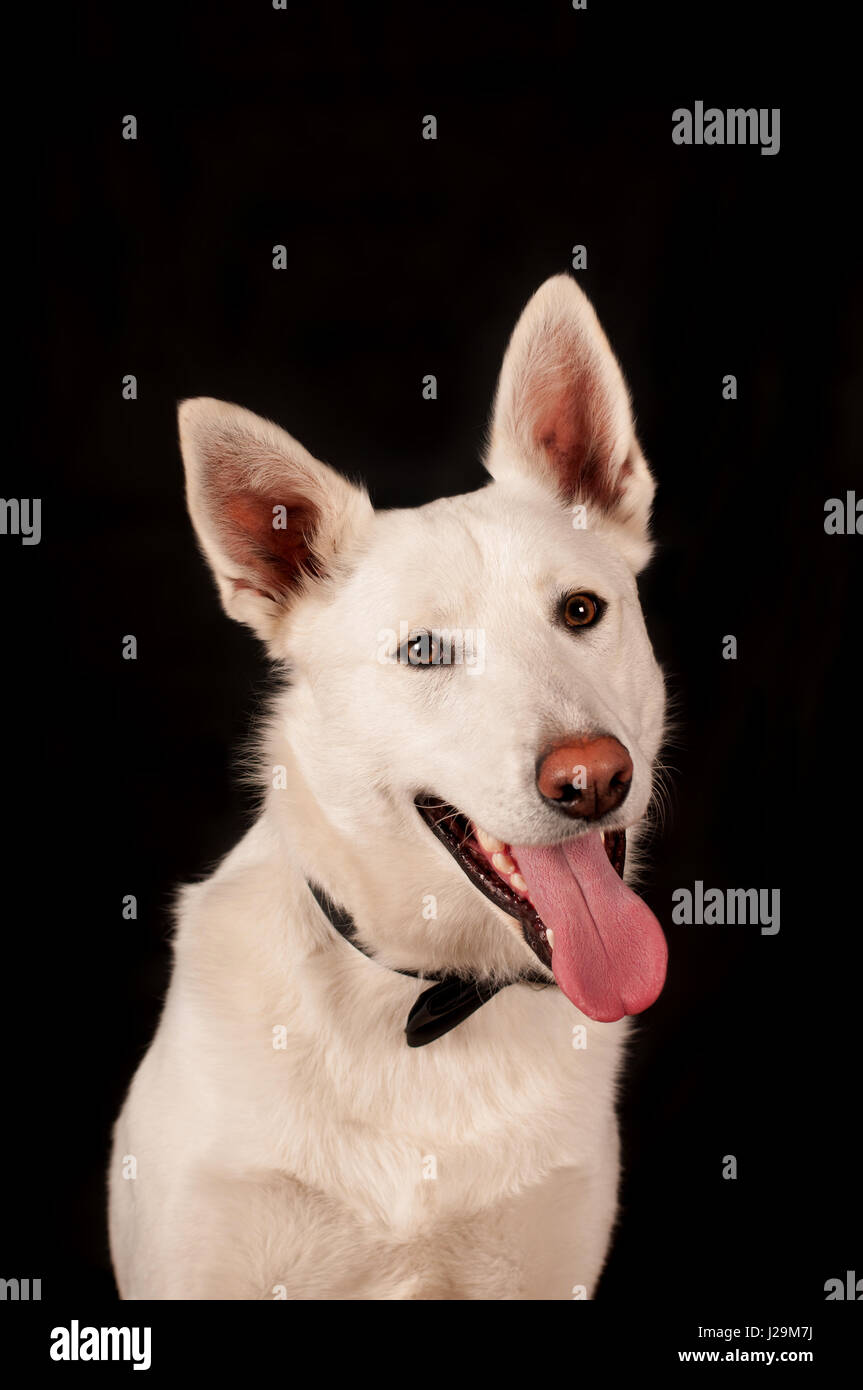 White mixed breed dog at studio on black background Stock Photo - Alamy