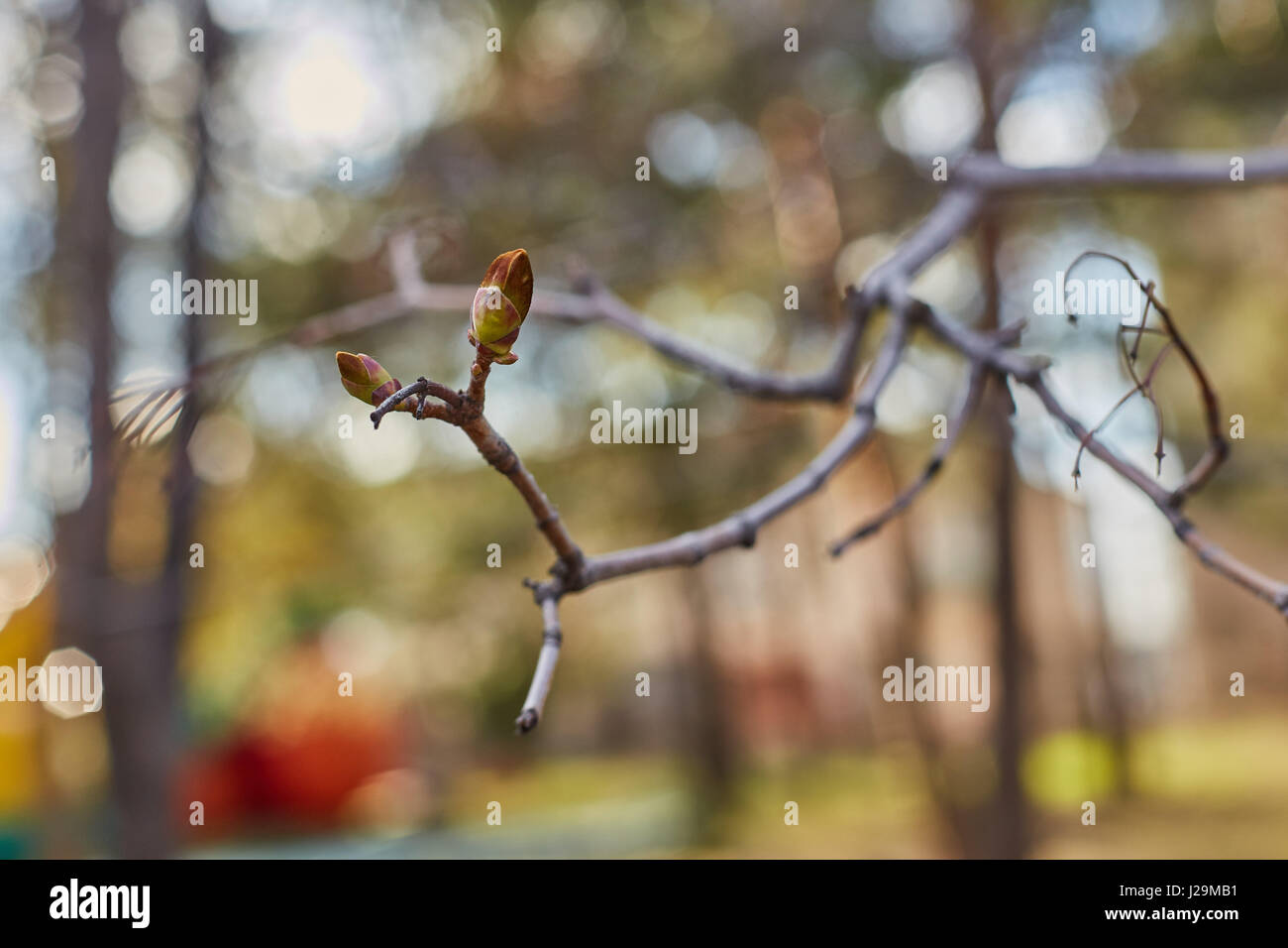 Bud on a tree branch Stock Photo - Alamy