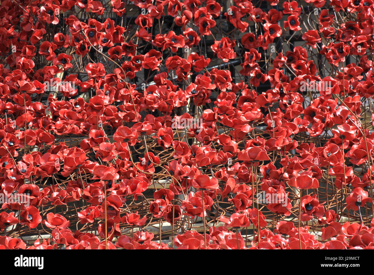 Poppies: Weeping Window Stock Photo - Alamy