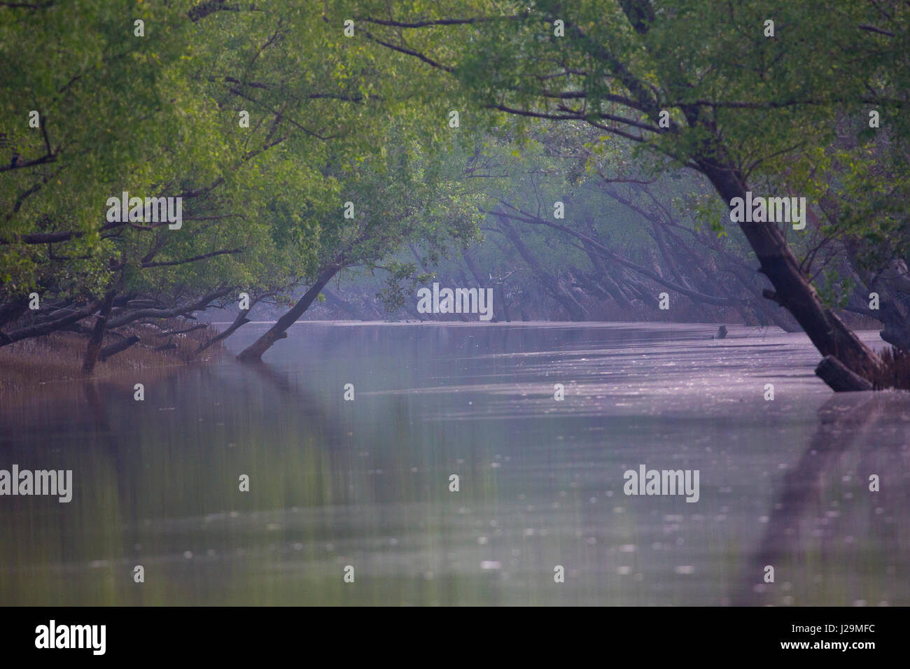 View of the Sundarbans, a UNESCO World Heritage Site and a wildlife ...