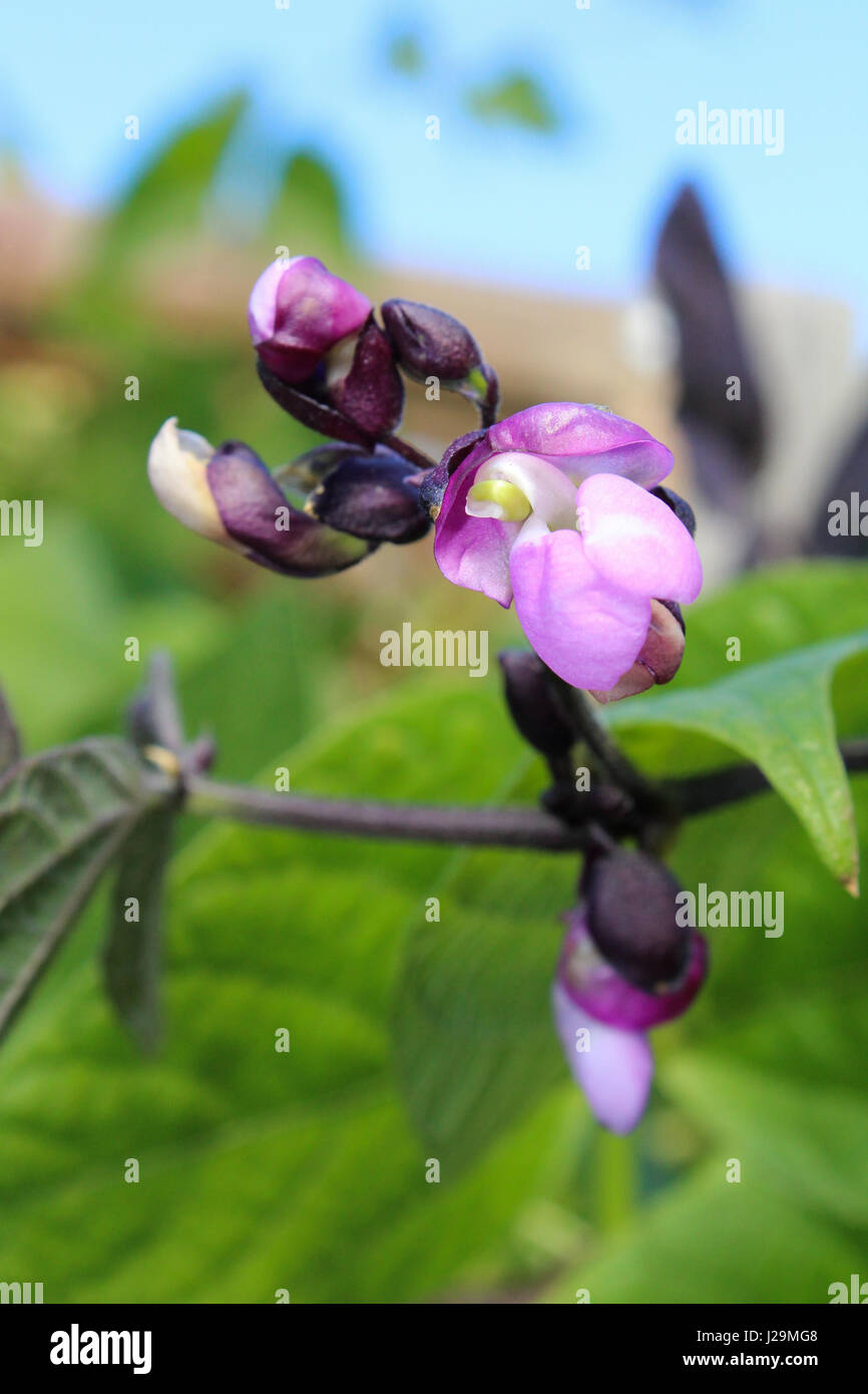 A Purple Bean Flower in a Garden Stock Photo - Alamy