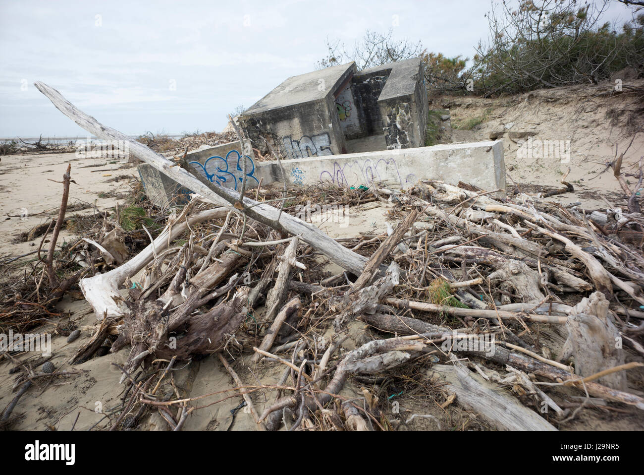 France, South-Western France, Ile d'Oleron, former bunker, trunk on the ...