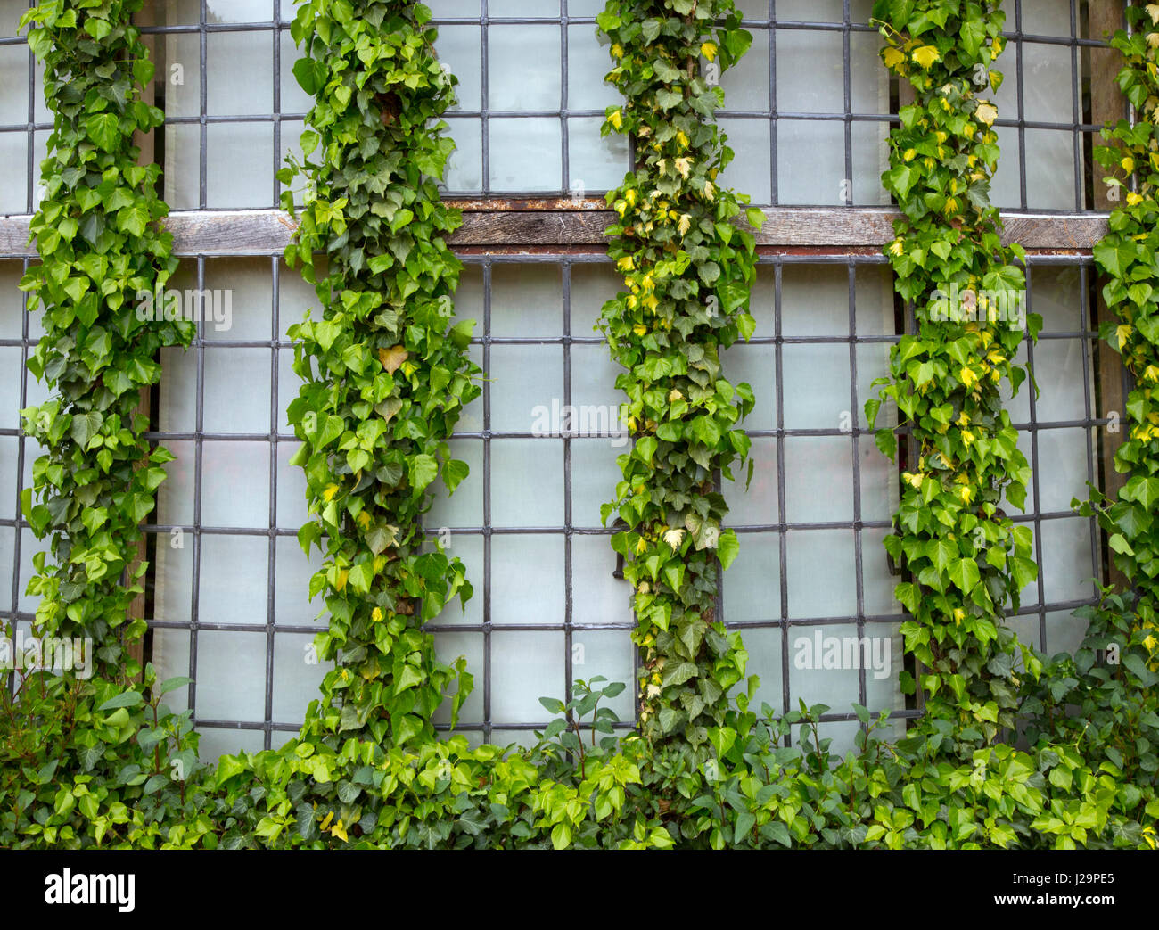 Ivy Growing Around Window High Resolution Stock Photography and Images ...