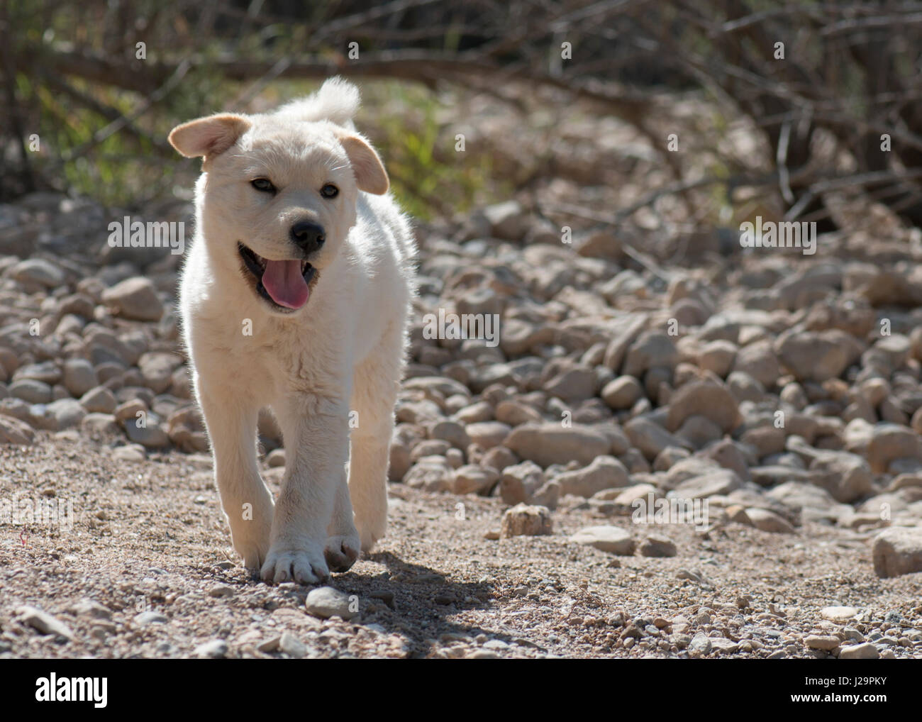 New puppy exploring the outside for the first time, golden in color no ...