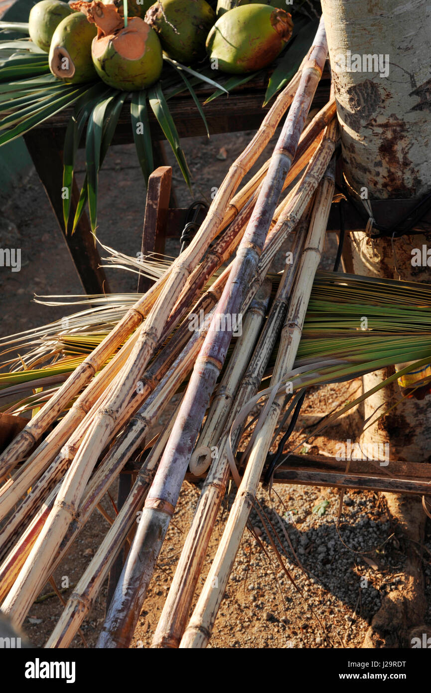 Caribbean, Cuba, Sancti Spiritus, Trinidad, sugar cane Stock Photo - Alamy