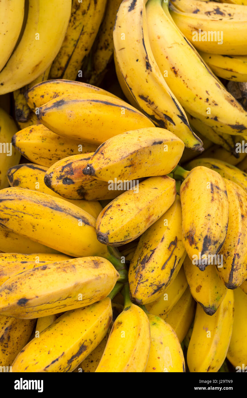 Display of ripe bananas in small and large bunches piled at an outdoor ...