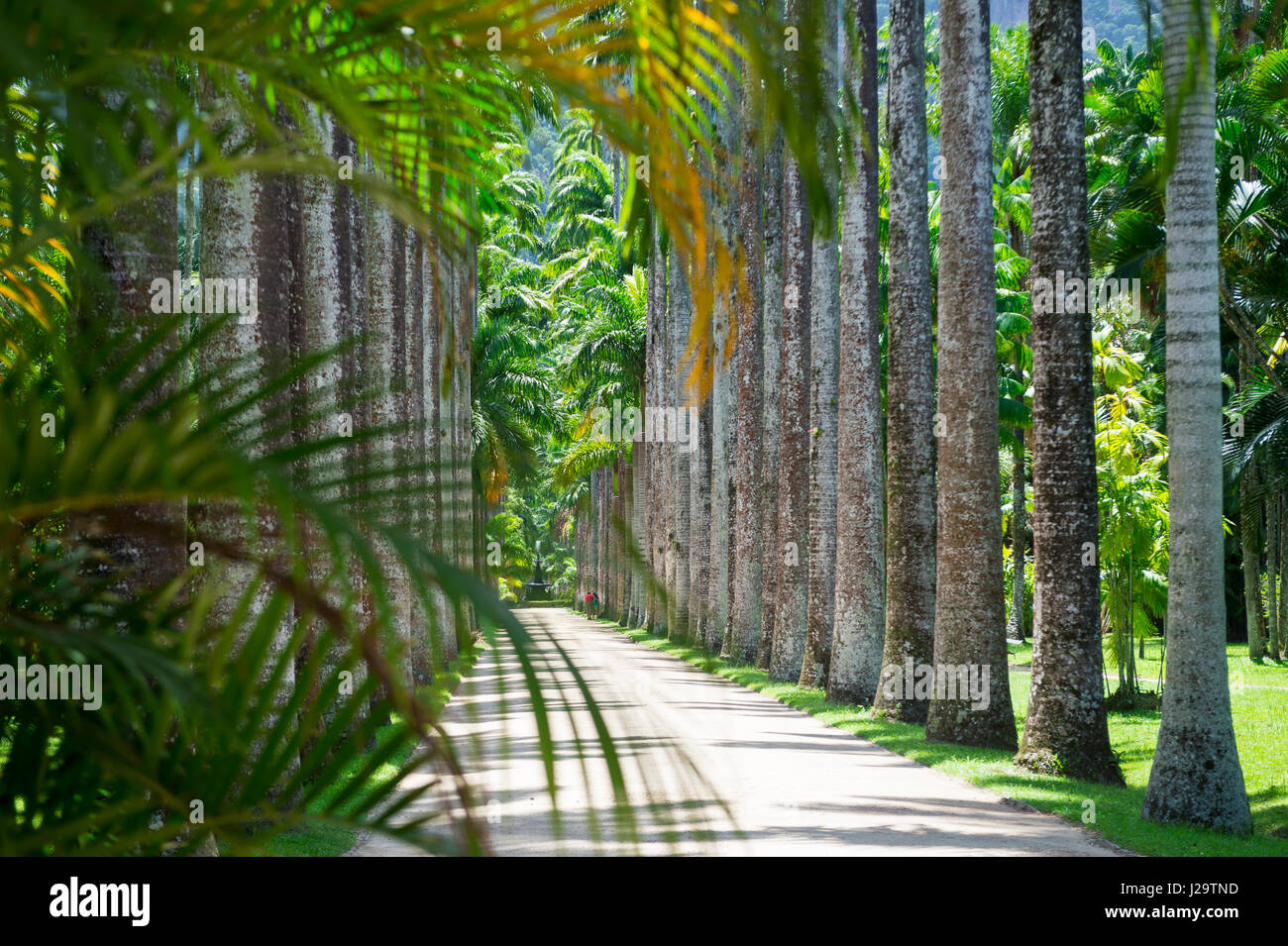Royal palms hi-res stock photography and images - Alamy